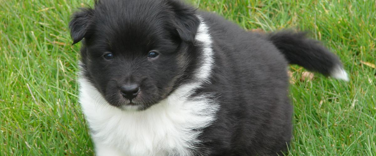 Islandsk fårehund Karlo - 2012 - Dejlig nem hund, der bare føl...
