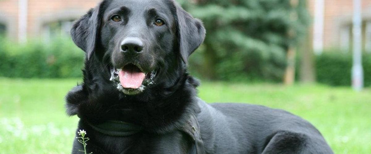 Labrador retriever Kahlua - 2001 - Kahlua er en glad hund der al...