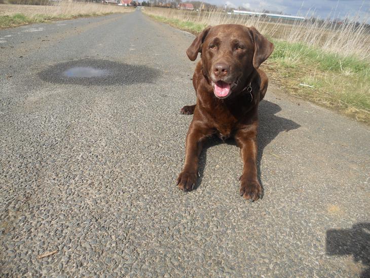 Labrador retriever Choko - 2006 - Choko er en labrador formel 1...