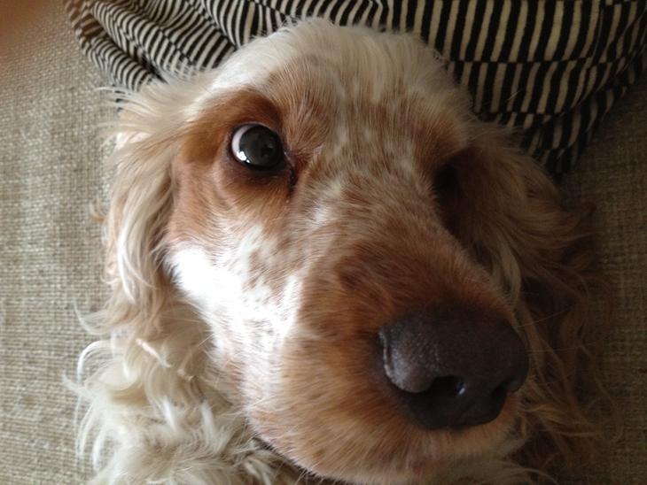 Cocker spaniel Moxon - 2010 - Orange Rowan