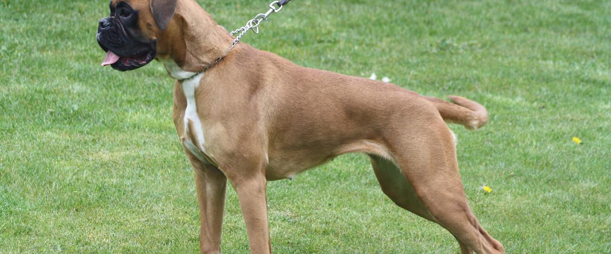 Boxer High On Life's Akaya - 2011 - Sundhed: HD: A AD: 0 Hjert...