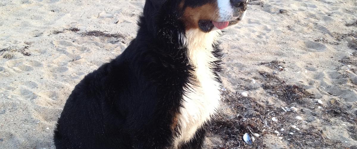 Berner sennenhund bernerstuens baylene(bella) - 2011 - Bella som vi har ...