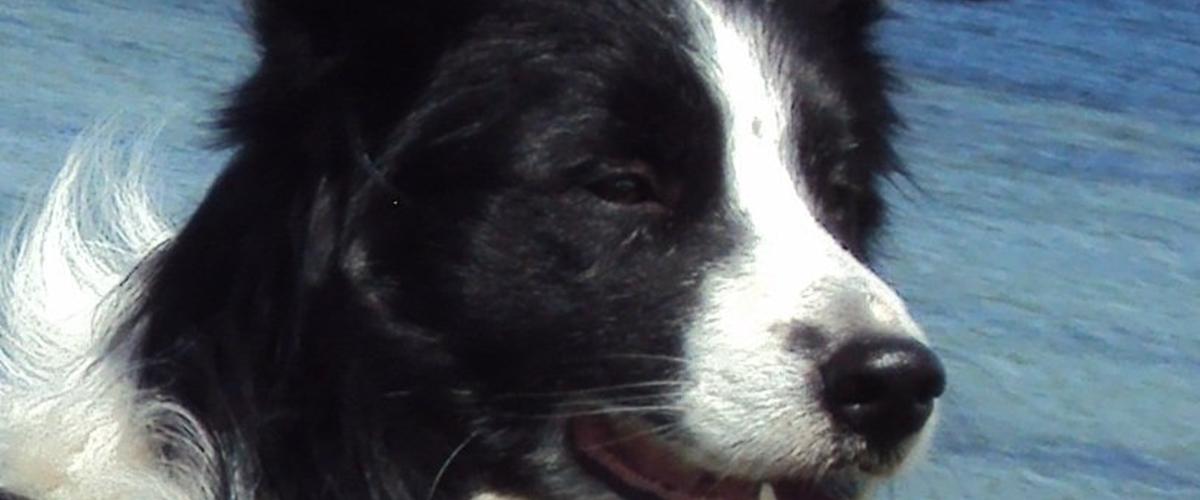 Border collie Hidden Farms Kelly - 2007 - Kelly er far til et dejligt k...