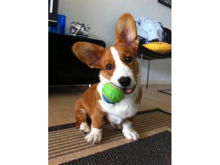 Welsh corgi cardigan Murphy Connor - 2012 - Muprhy Connor (kaldes ...