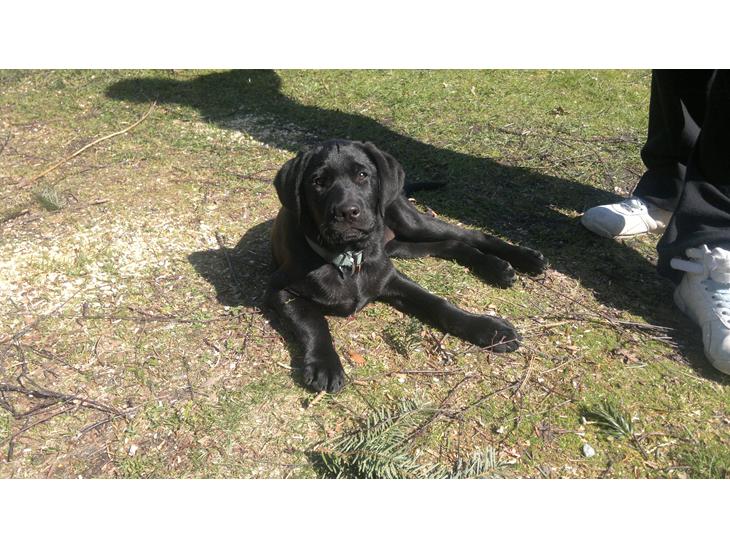 Labrador retriever King - 2012 - King er rigtig elskelig hund,...