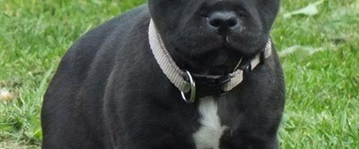 Staffordshire bull terrier Micka - 2012 - Hun har hvidt bryst, hvide po...