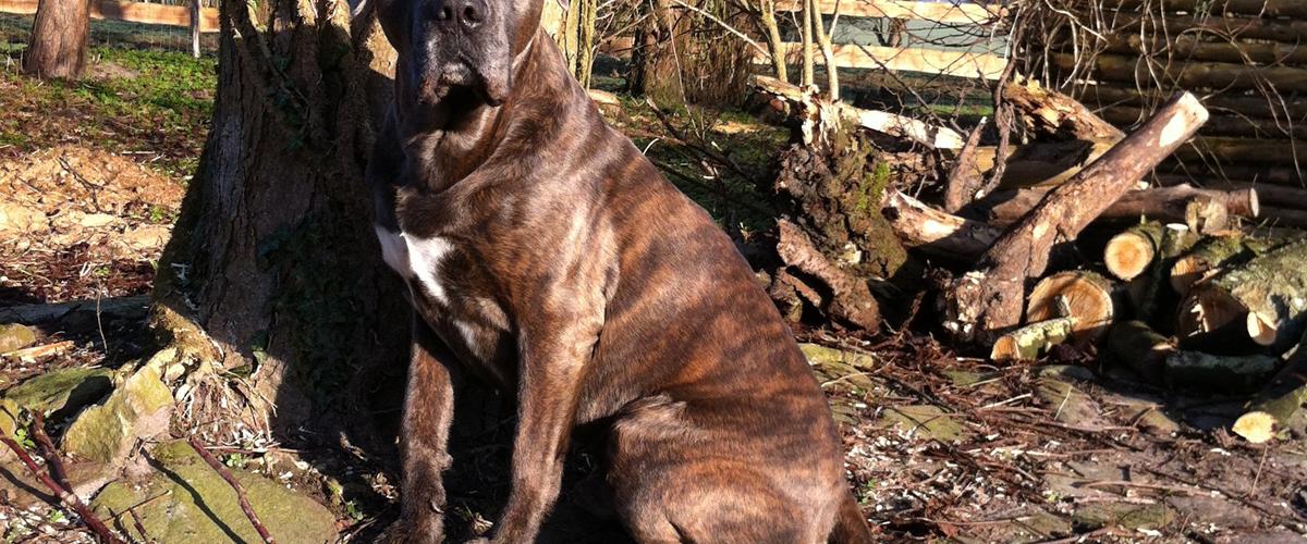 Cane corso ENZO - 2007 - Pels: blå brindel med tiger s...