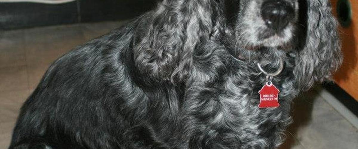 Cocker spaniel Klisterpapiret Sally B. R.I.P 16.2.18 - 2005 - Sally er ...