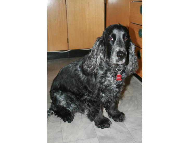 Cocker spaniel Klisterpapiret Sally B. R.I.P 16.2.18 - 2005 - Sally er ...