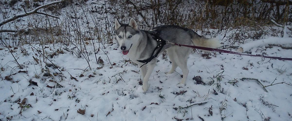 Siberian husky Divsen (diva) - 2010 - Diva som der står i bogen, me...