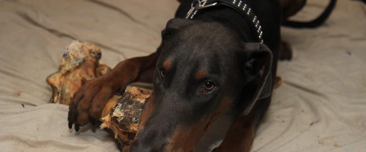 Dobermann Goofy - 2011 - Opdateret d. 25 august. Opda...