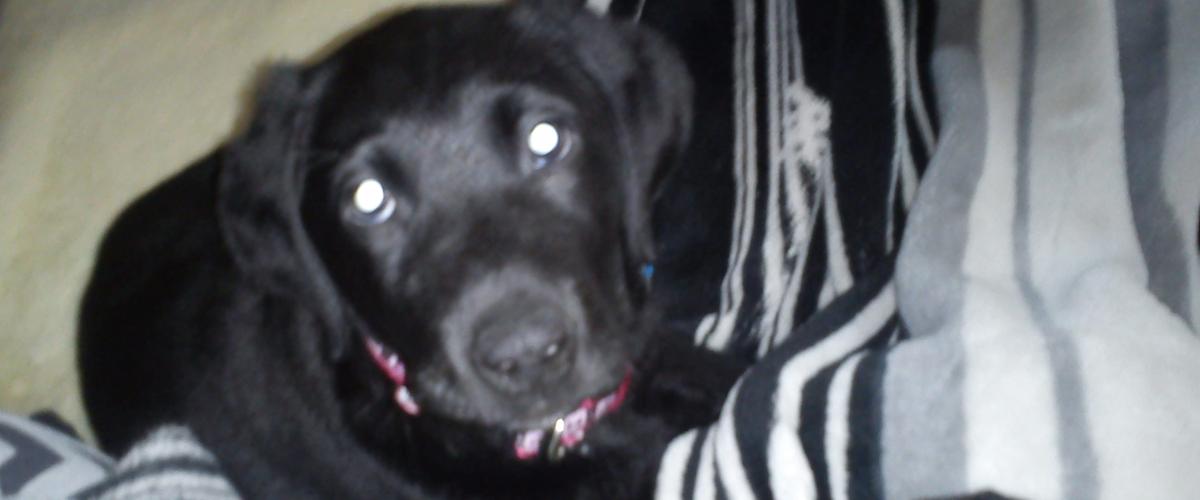 Labrador retriever Tilde - 2012 - Tilde er en dejlige lille lab...