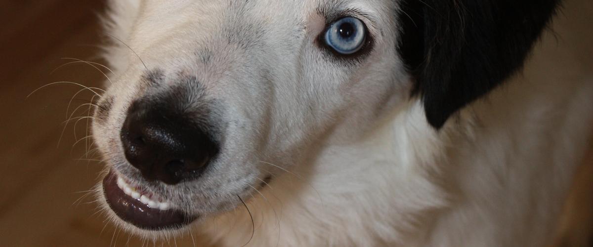 Border collie Ice - 2011 - Ice er en Border Collie med d...