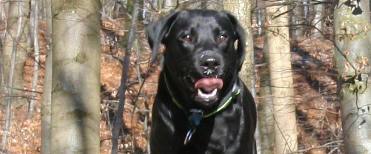 Labrador retriever Blue - 2012 - Vi fik Blue d. 28/5 2012. Så...