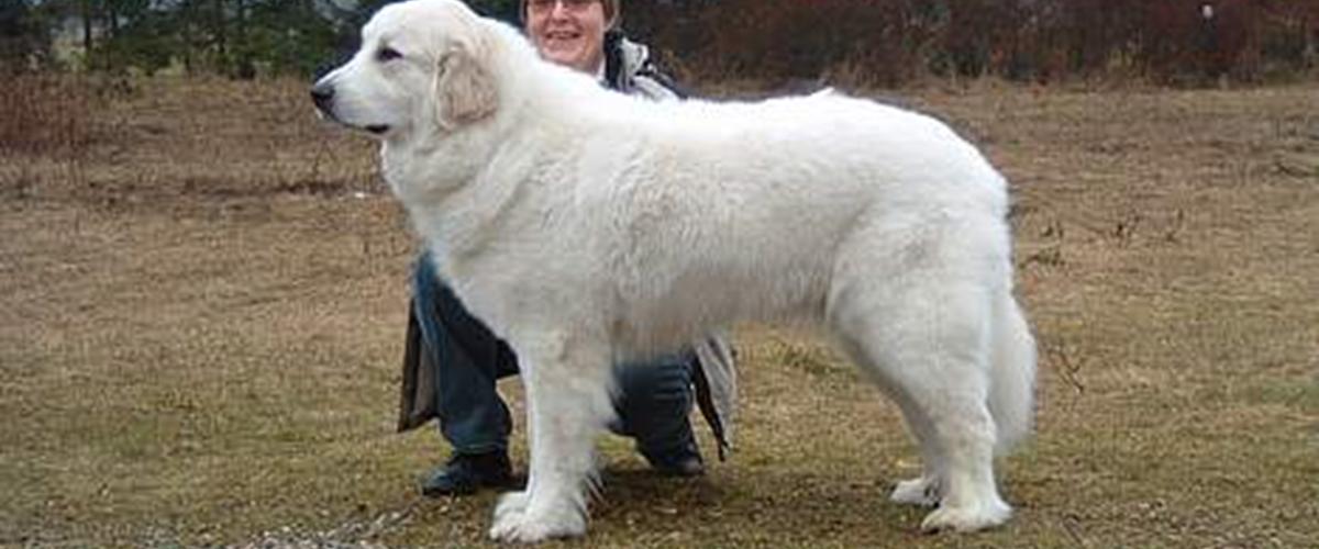 Pyreneerhund Beauty - 2003 - I Januar kom Beauty ind i fam...