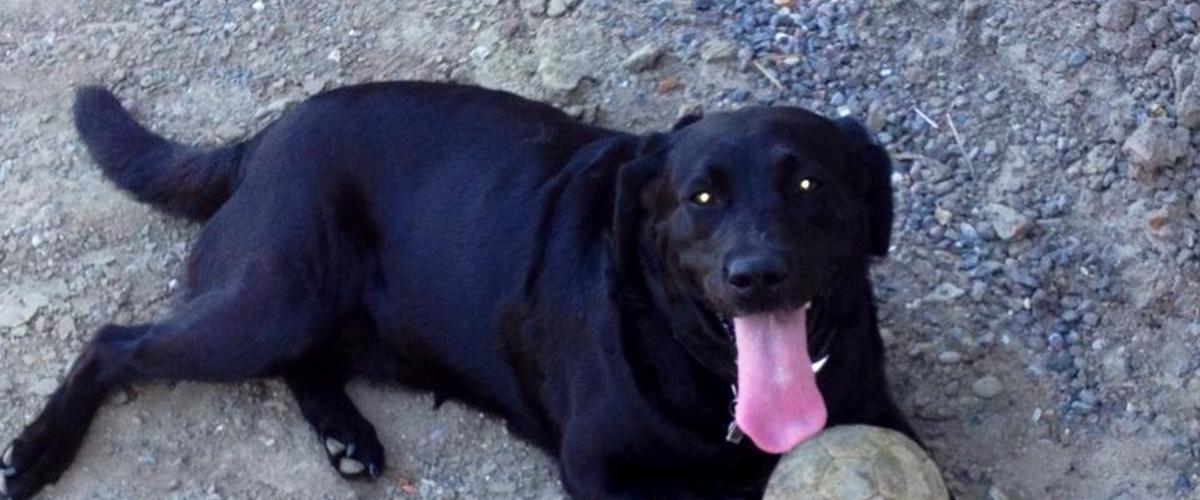 Labrador retriever mille - 2008 - rigtig god framilie hund man ...