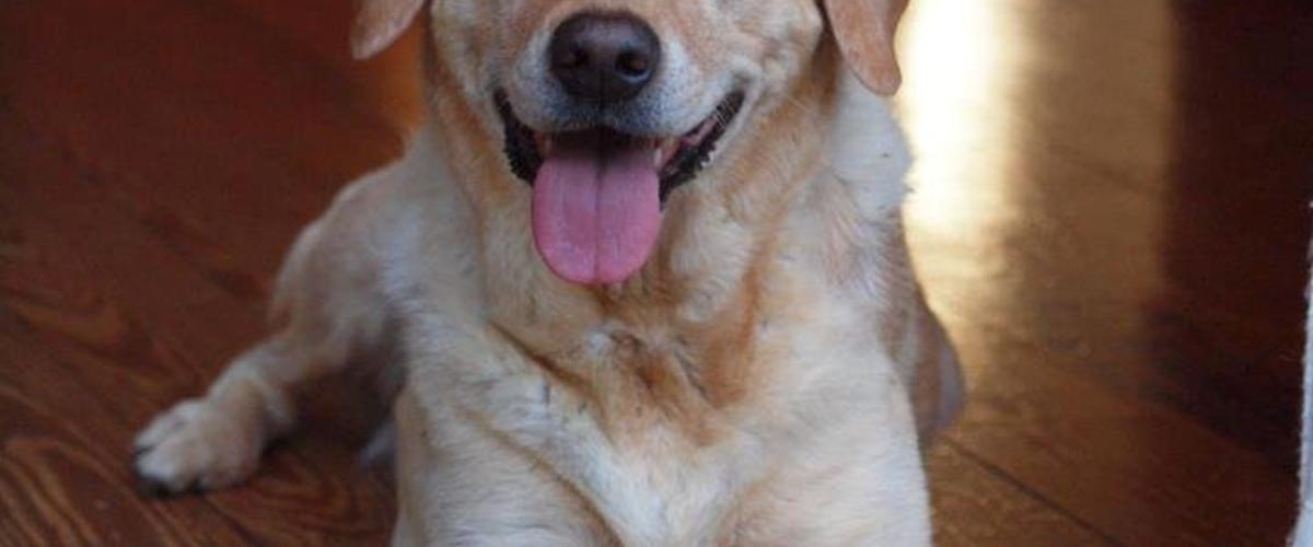 Labrador retriever (Formel 1) Sally - 2004 - Sally er født den 27 April ...