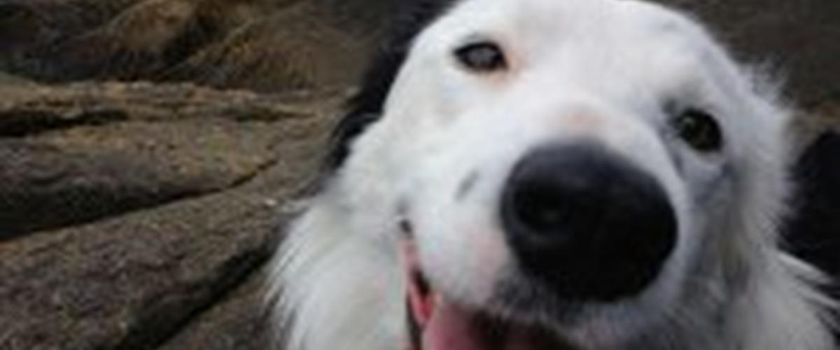 Border collie Spot - også kaldet Spotty - 2010 - Spot er en ...