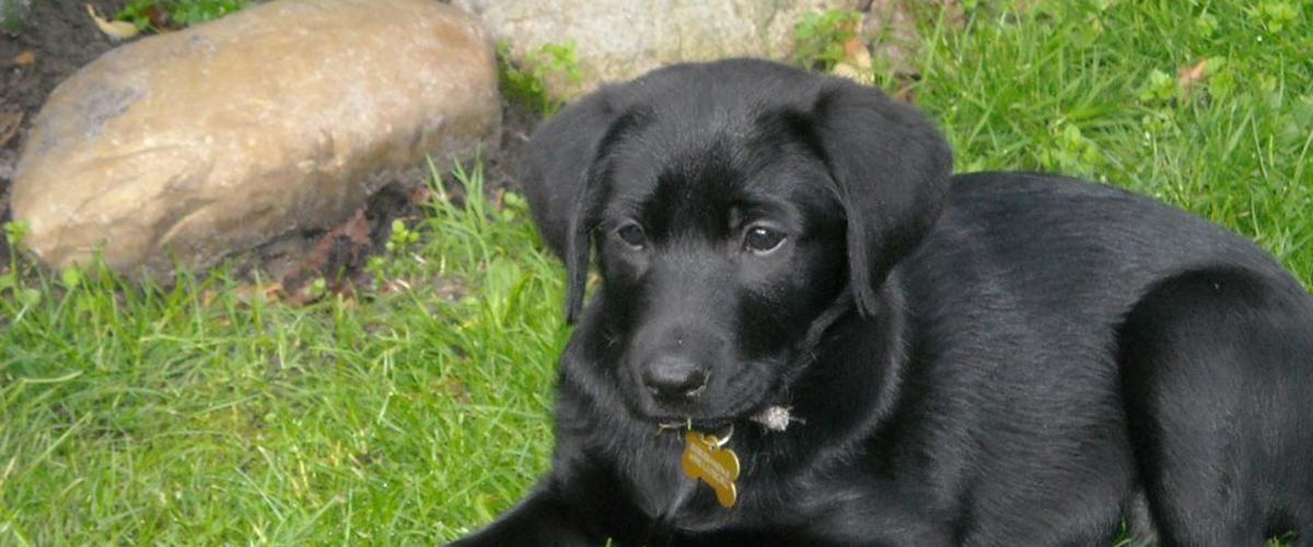 Labrador retriever Bamse, bedstefar's Hund. - 2012 - Han er en lille ...