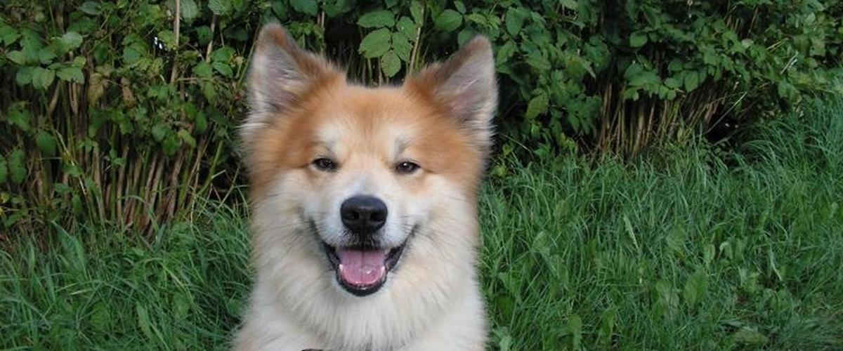 Islandsk fårehund Baldur - 2005 - Baldur er en frisk og glad hu...