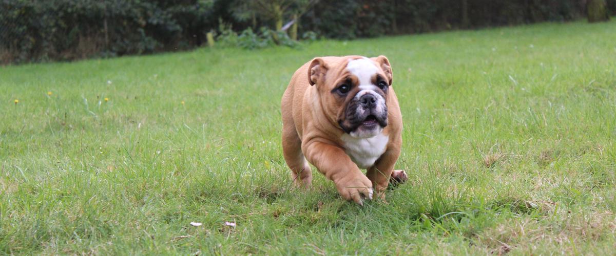 Engelsk bulldog Nobozz Maximus aka Maxi Børge - 2012 - En dejlig dreng ...