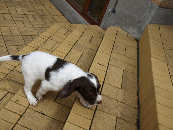Field Trial spaniel Coco - 2013 - Coco er en rigtig dejlig lill...