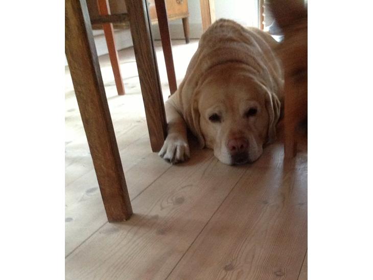 Labrador retriever Melicmark The Perfect Fan( Balther ) - 2005 - Han er ...