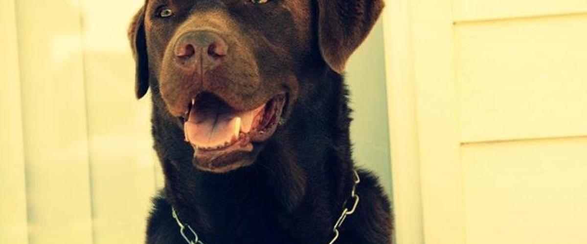 Labrador retriever Max (Verdens bedste hund)