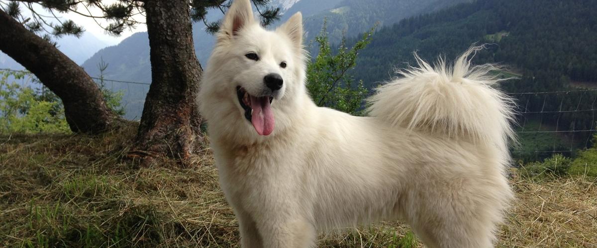 Samojedhund Xena