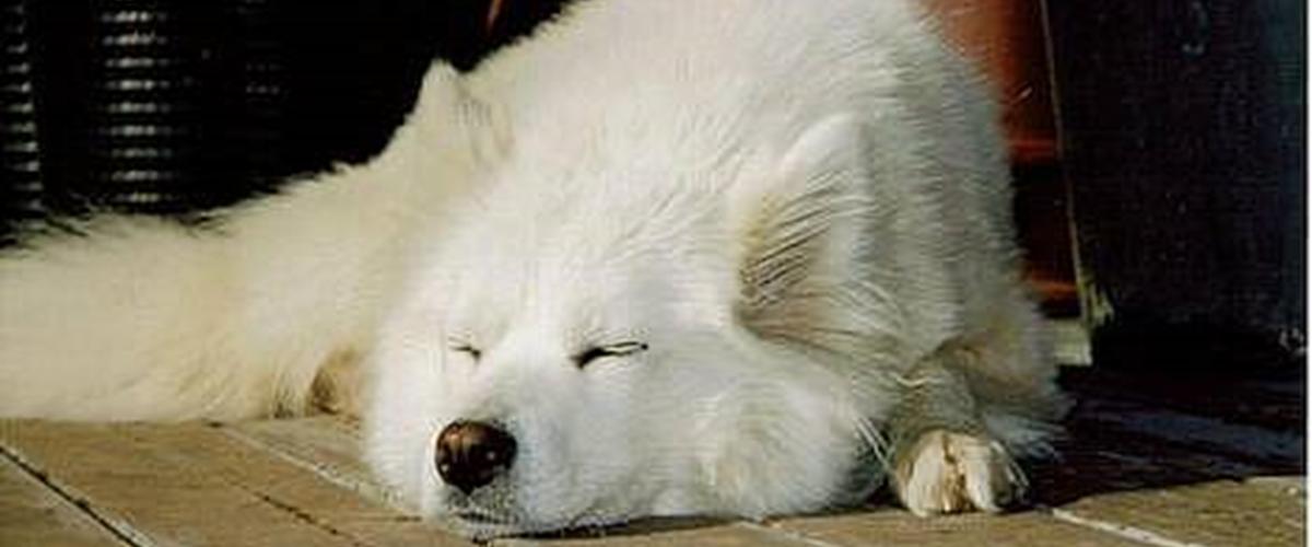 Samojedhund Emma - 2002 - Nu skal du bare høre. Jeg er ...