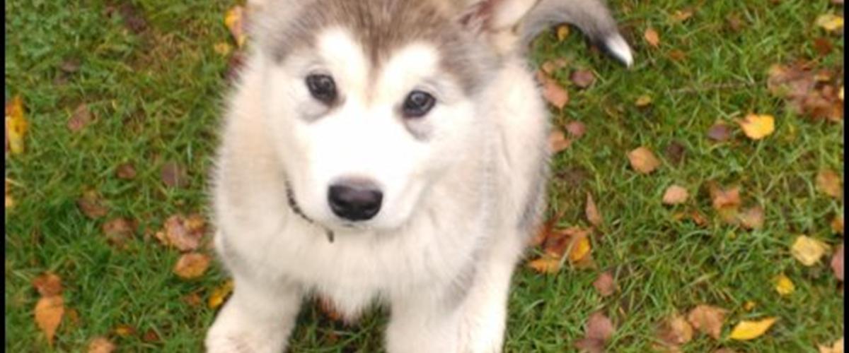 Alaskan malamute Mojo kennel Navn Ice cloud - 2013 - Mojo er en dejlig ...