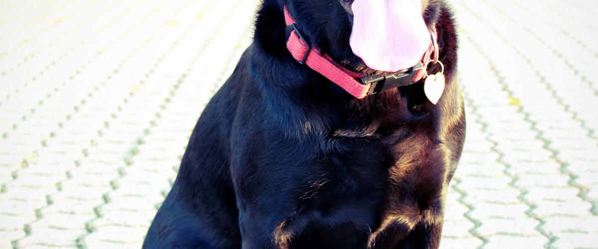 Labrador retriever zita - 2011 - En dejlig lille nem hvalp. ro...