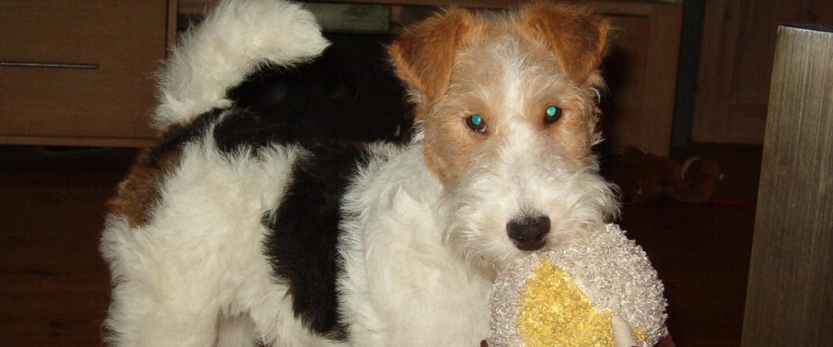 Ruhåret foxterrier Tiffy - 2013 - Født d.20-08-2013 "Damen" e...
