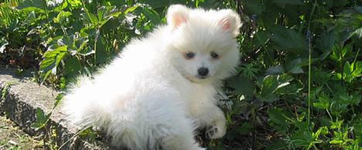 Blanding af racer Krumme - 2006 - Krumme er lille og meget lys ...