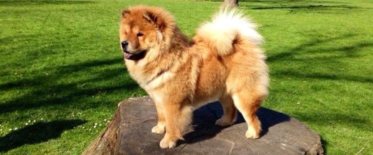 Chow chow Shi-Yang's Mei Lin - 2013 - Thica, som hun til dagligt bl...