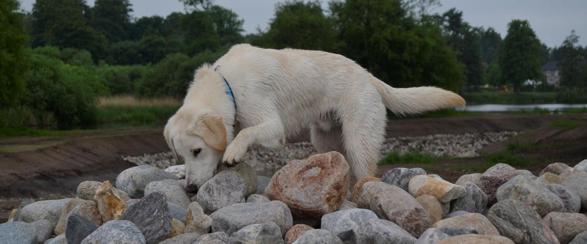 Blanding af racer Konrad - Labrador/Hvid Schæfer - 2013 - Vi fik Conrad ...