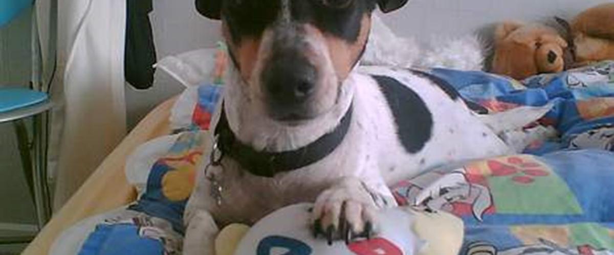 Blanding af racer victor/ viggo - 2000 - rolig og dejlig hund så lække...