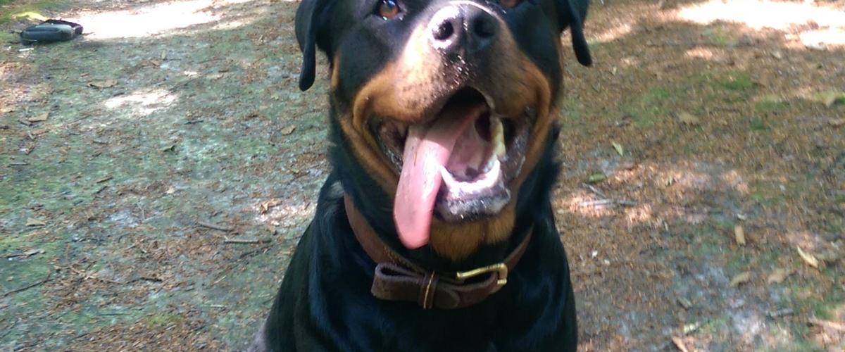 Rottweiler Rosie - 2013 - Sød lille Rottweiler god til ...