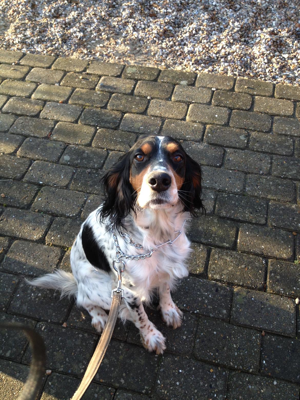 Engelsk setter Kaya - Billeder af hunde - Uploaded af michelle C Engelsk setter Kaya - Billeder af hunde - Uploaded af michelle C