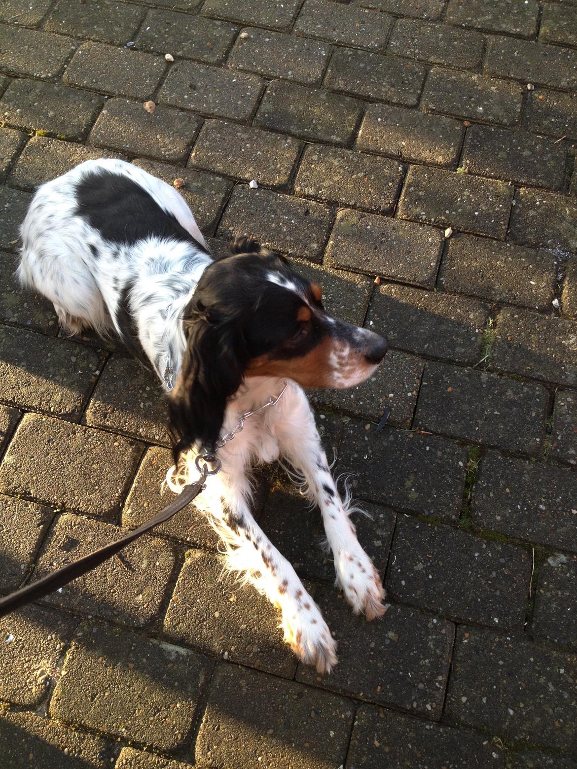 Engelsk setter Kaya - Billeder af hunde - Uploaded af michelle C Engelsk setter Kaya - Billeder af hunde - Uploaded af michelle C