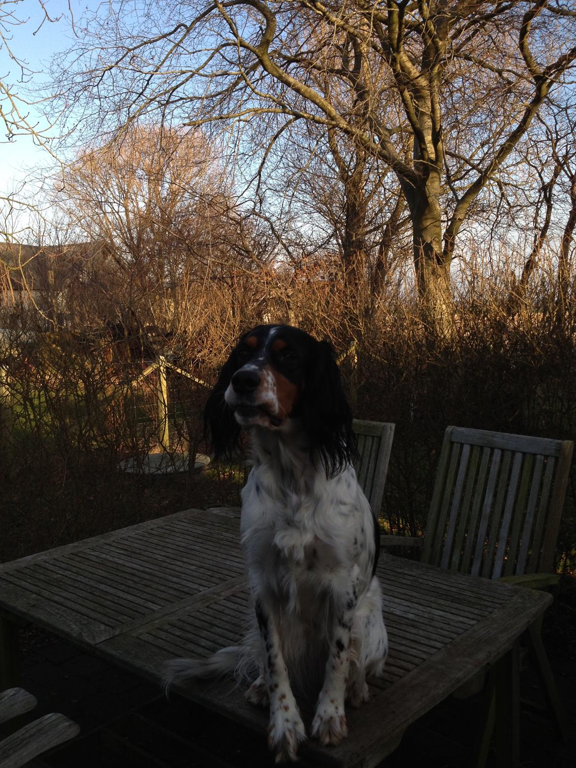 Engelsk setter Kaya - Billeder af hunde - Uploaded af michelle C Engelsk setter Kaya - Billeder af hunde - Uploaded af michelle C