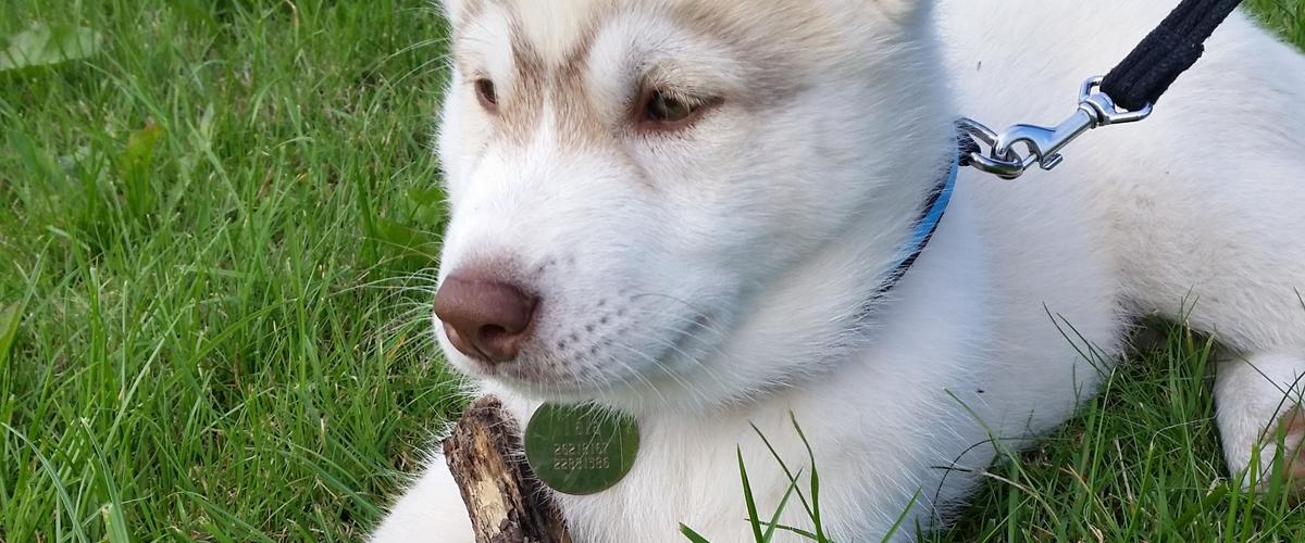 Siberian husky Mesmocans Tala Sungila - 2014 - Tala er rød og hvid med ...