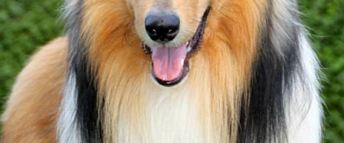 Collie langhåret Ebony Moor´s Charismatic Cato - 2013 - En rigtig lille ...