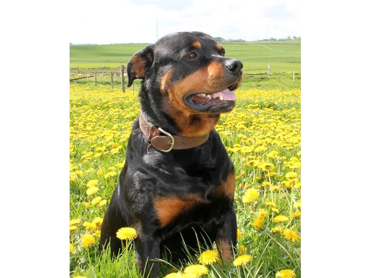 Rottweiler Rocko/RIP - 2010 - havde kigget i 1 mdrs tid eft...