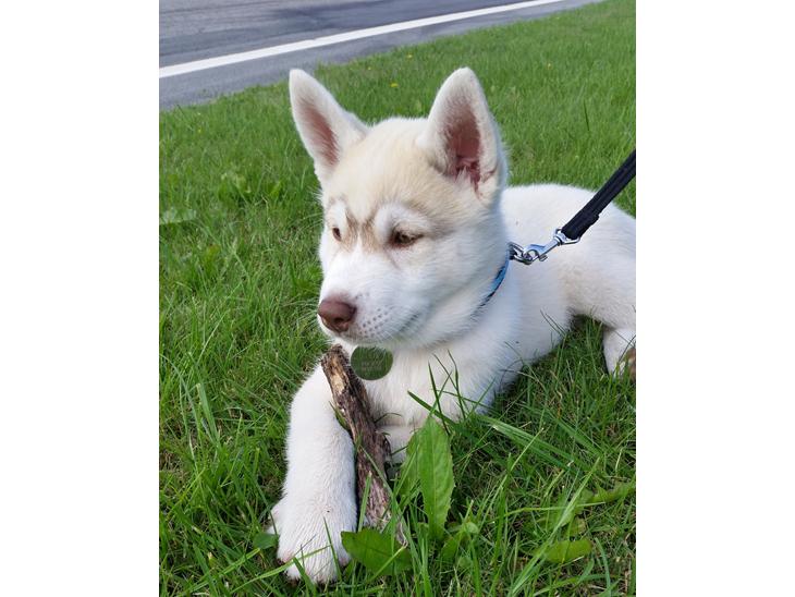 Siberian husky Mesmocans Tala Sungila - 2014 - Tala er rød og hvid med ...