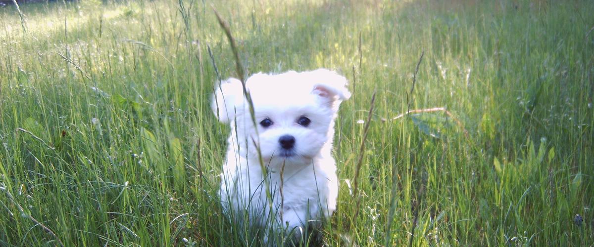 Malteser Felix - 2014 - Han elsker at putte og sove i...