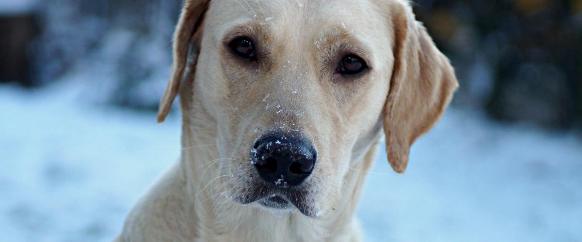 Labrador retriever Holly - 2013 - Holly er en super dejlig hu...
