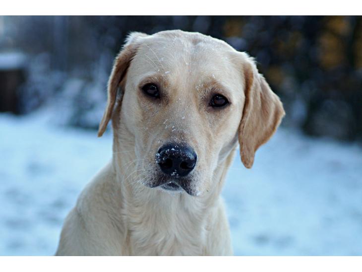 Labrador retriever Holly - 2013 - Holly er en super dejlig hu...