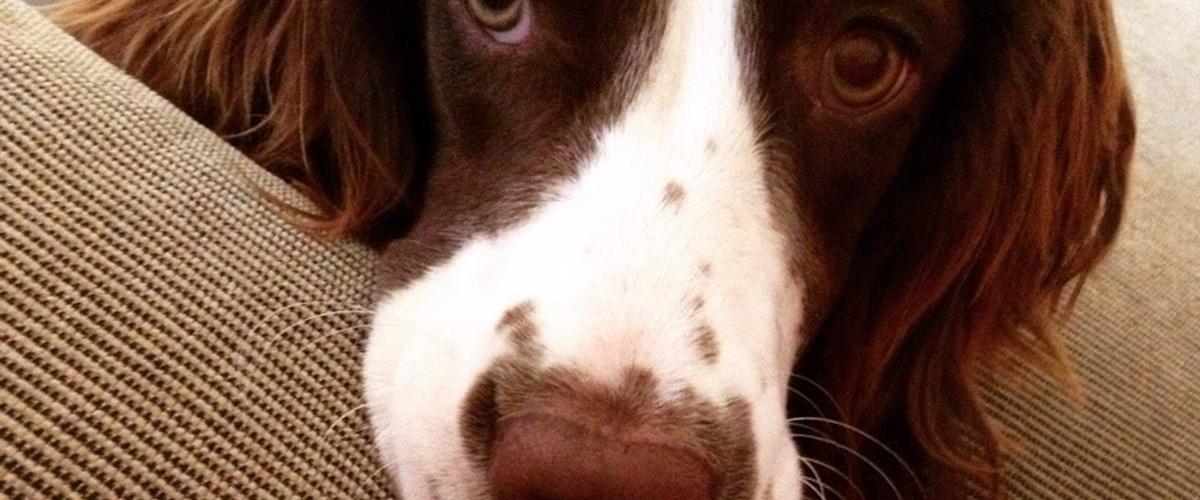 Field Trial Springer Spaniel Zigge! - 2014 - Hun er den bedste hund i ...