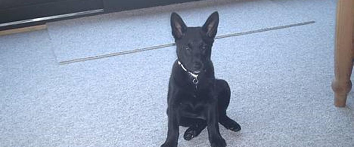 Sort spids loke - 2006 - Loke er jordens dejligste hun...